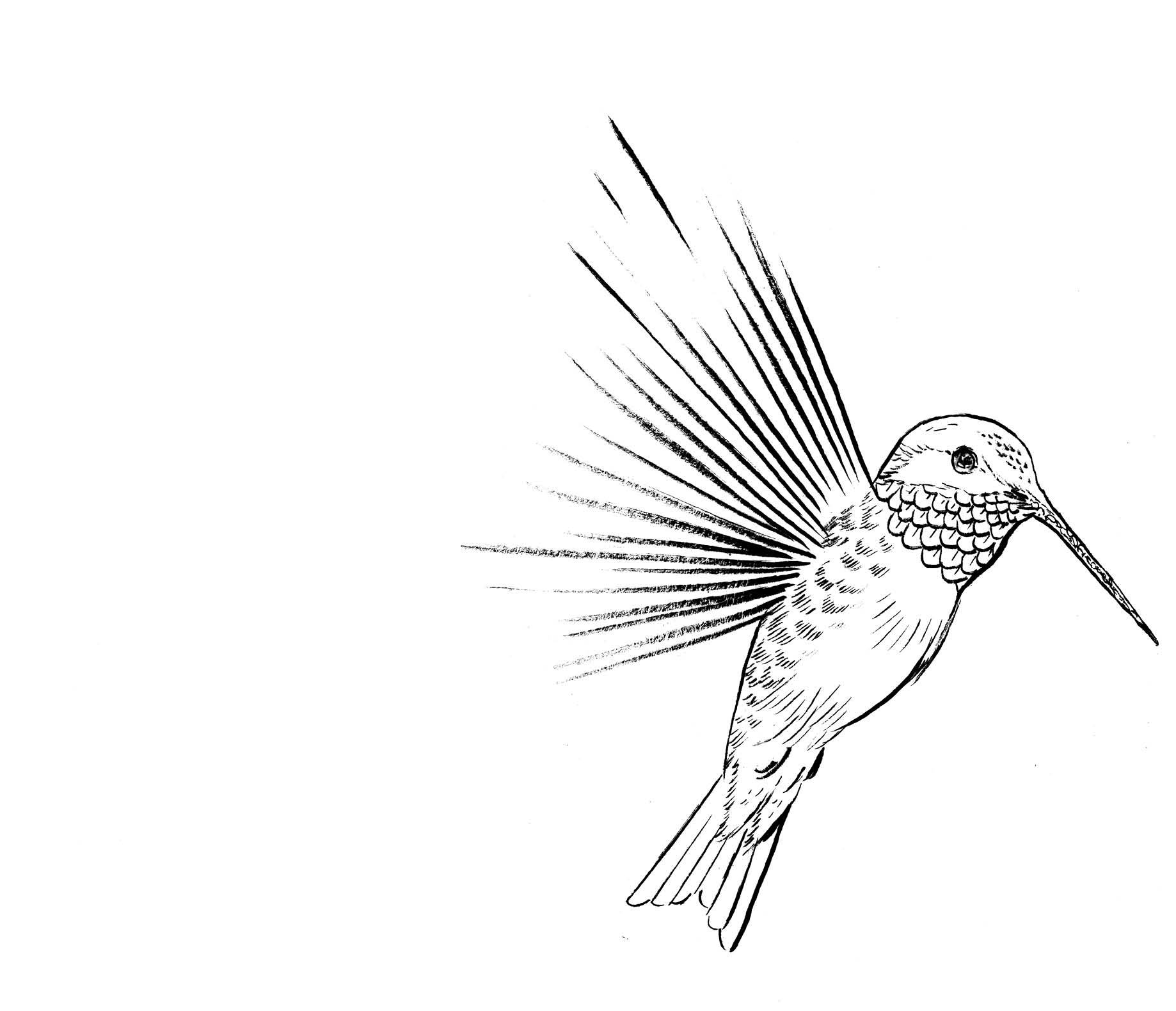 Kirkus reviews Travis Dandro’s Hummingbird Heart – Drawn & Quarterly